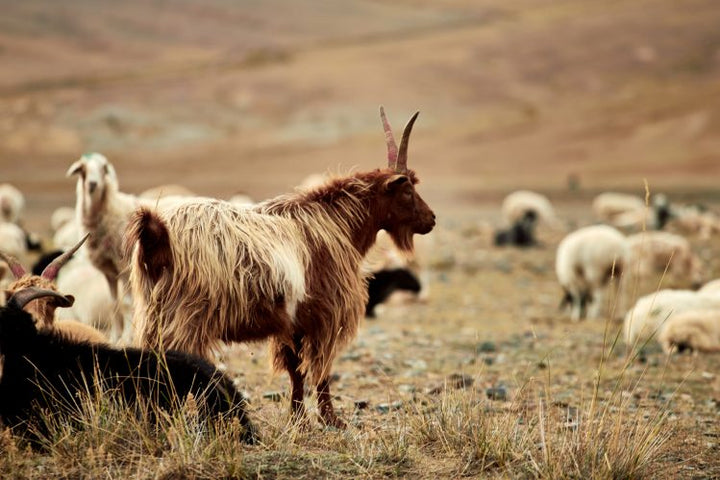 Cashmere & Fashion: Industry Overview with Apparel Insider – Cashmere ...